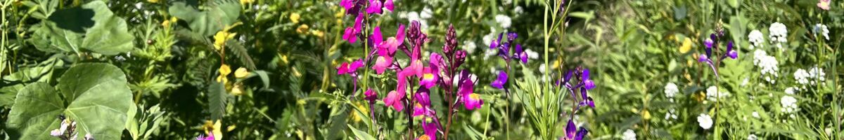 Landscape Modeling and Plans – Native Meadowscapes