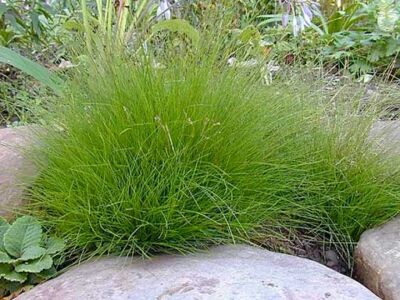 8 Native Sedges for Any Garden – Native Meadowscapes