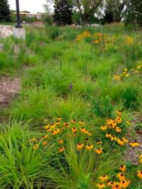 8 Native Sedges for Any Garden – Native Meadowscapes